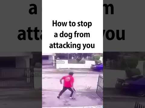 dog strategy