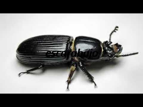 How to say beetle in Spanish