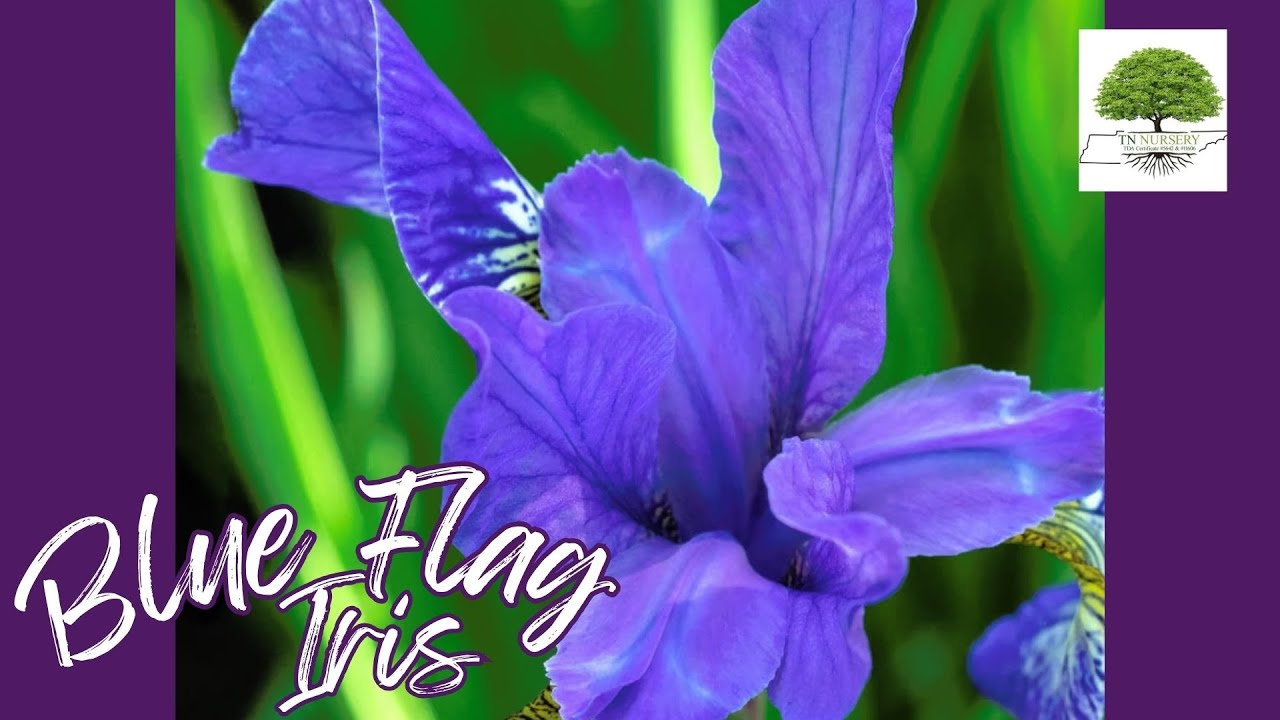 Blue Flag Iris - TN Nursery