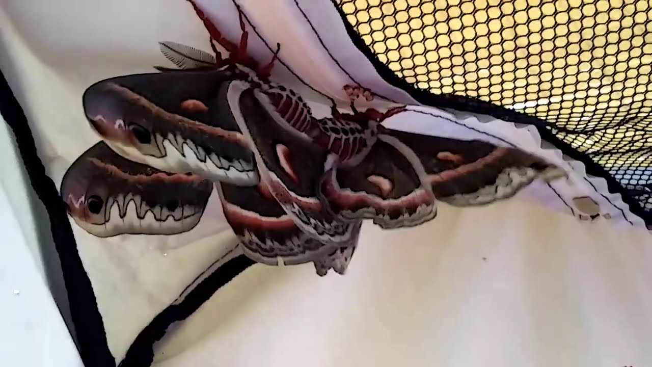 Our Cecropia Moths Mating