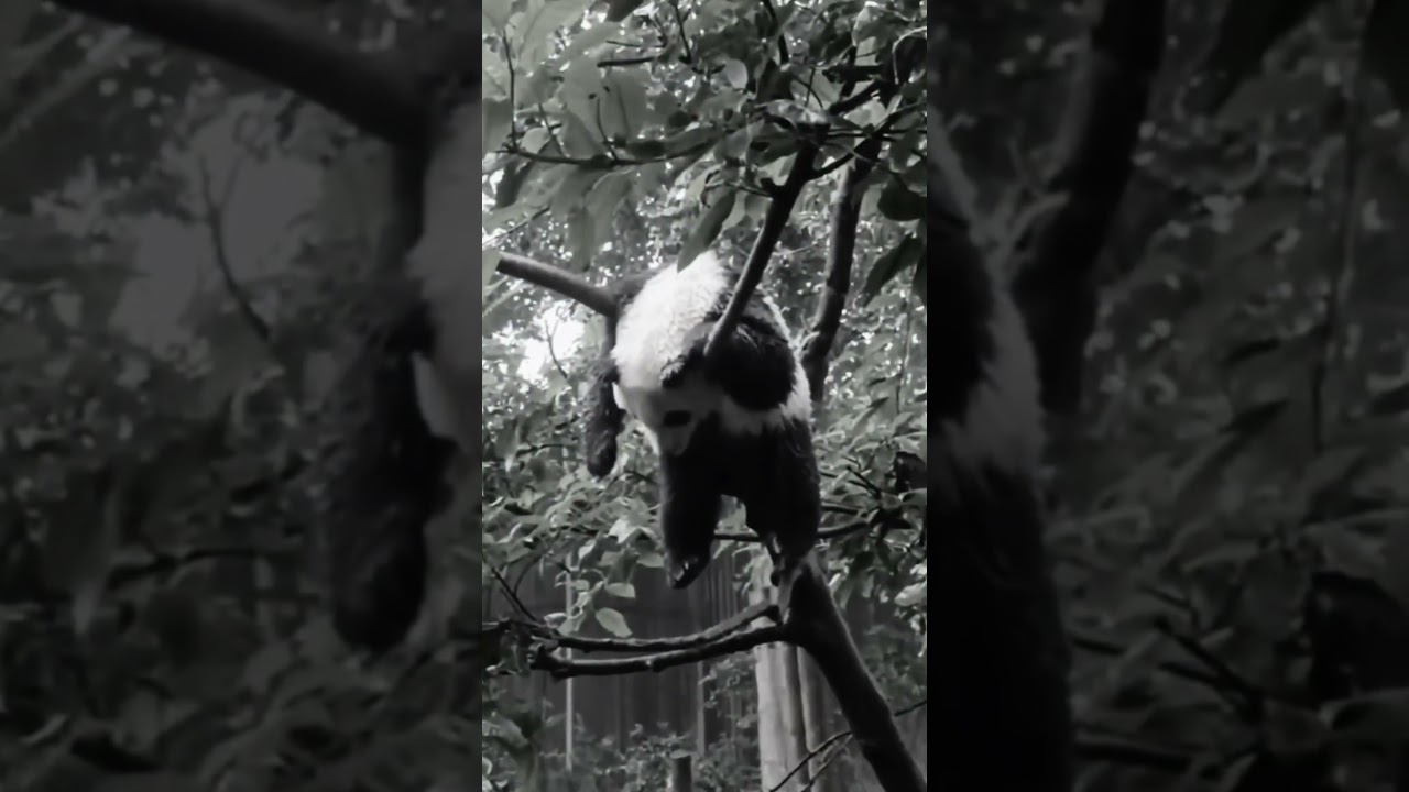 Panda triste #panda #triste #edit #sad #lyric #edit #music #musica