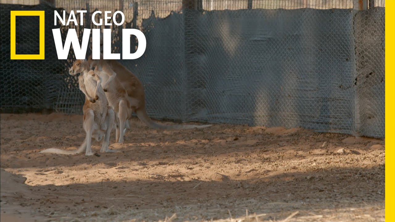 Ready for Release | Kangaroo Dundee