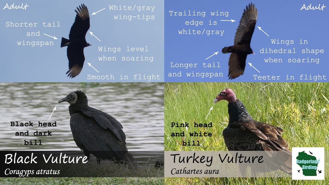 ID Tips: Black Vulture vs. Turkey Vulture