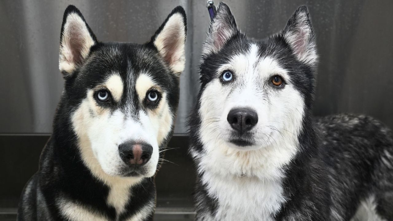 These Two Huskies Were STUNNING and Hilarious 😂