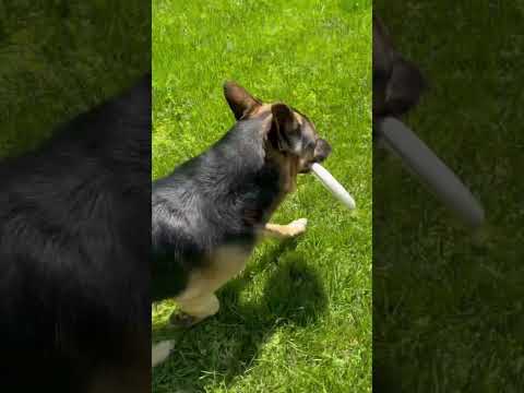 Leo vs a frisbee #funny