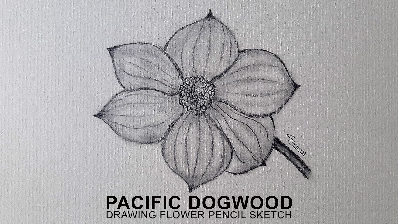 How to Draw Pacific Dogwood Flower Pencil Sketch | Sinoun Drawing