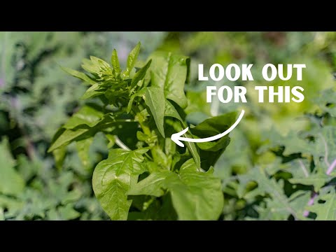 Four Signs Your Spinach Is Bolting: Your Salad Grow Guide