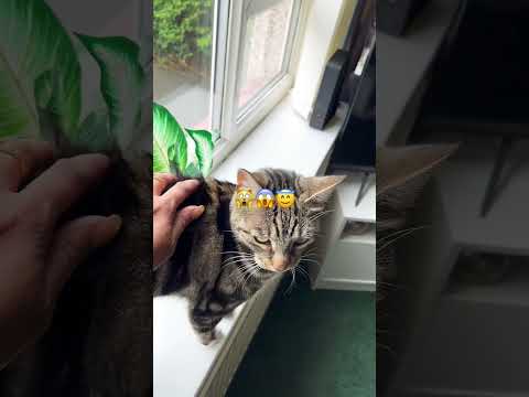 Where did the cat come from😮🙀😂🤷♂️🫶🏽👻