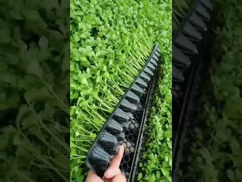 Coriander Seedlings Are Ready For Spring Planting #satisfying #short