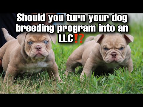 What is a dog breeding stand? – AnsToAll