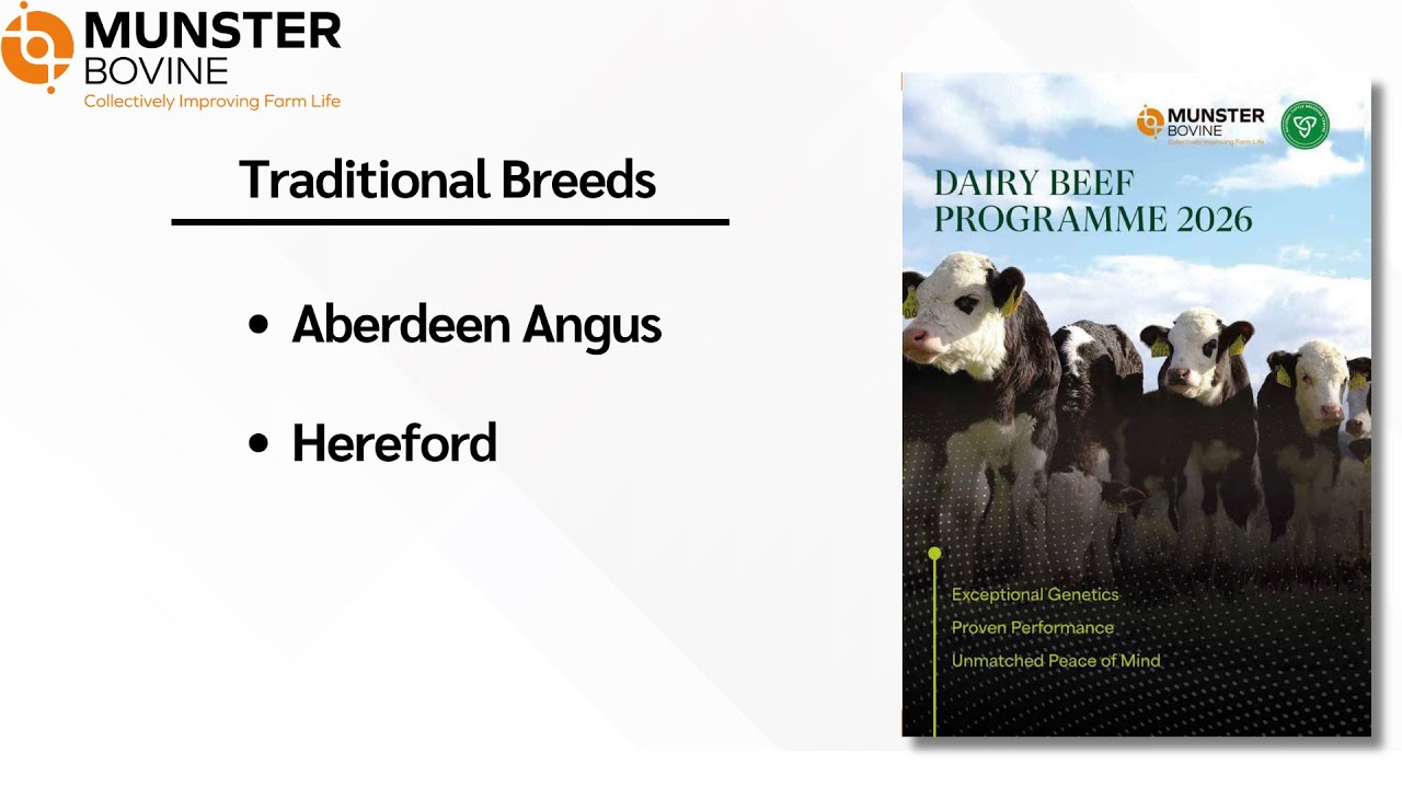 Dairy Beef 2026 Catalogue - Traditional Breeds