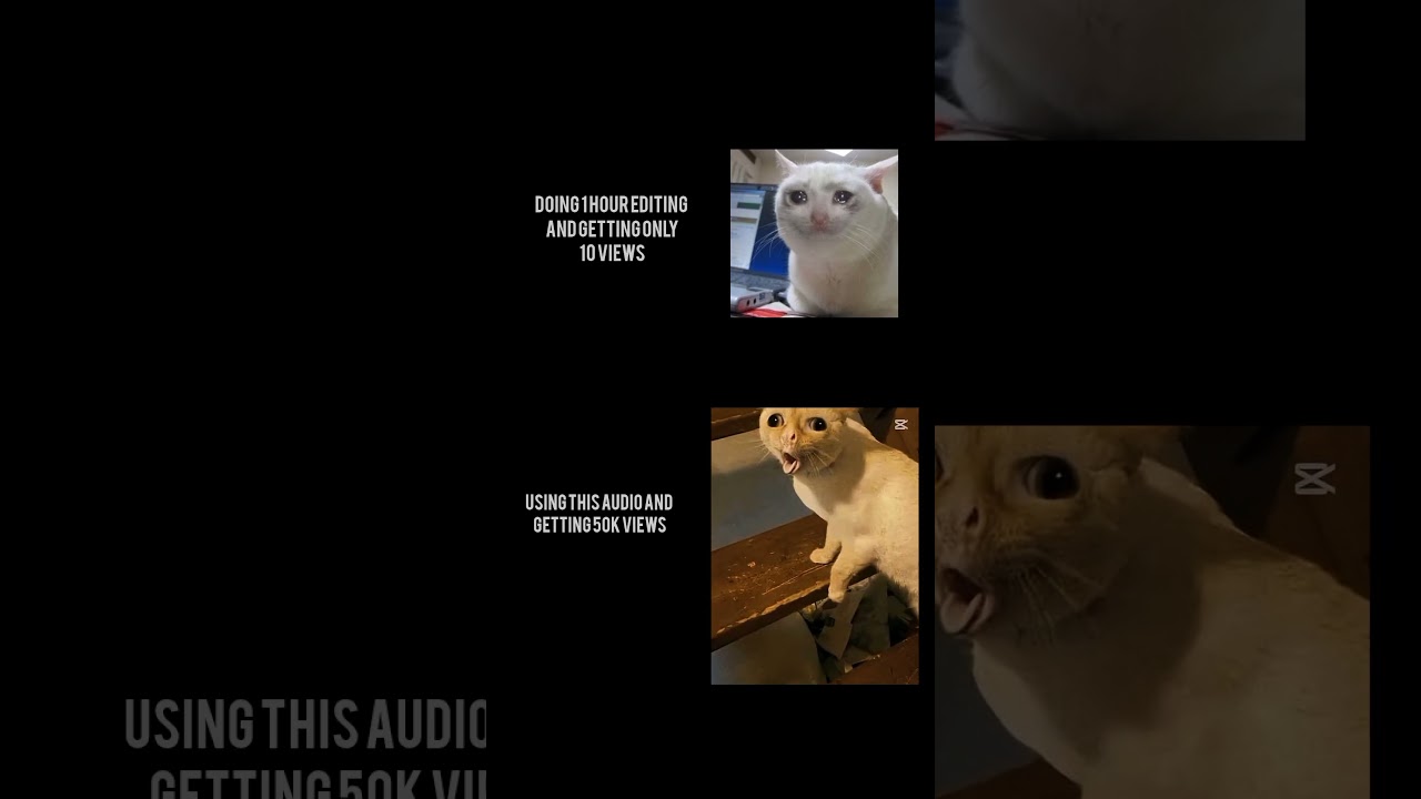 Miau Kitty Beat Rush 😻🔥#miau #kitty #beatrush