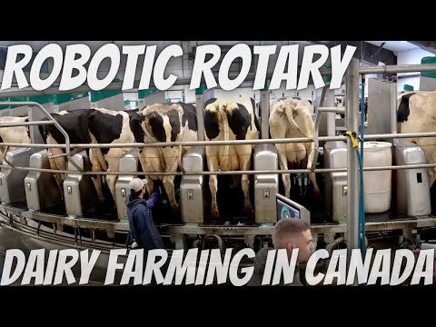 Touring a Farm With a Robotic Rotary Milking Parlor!