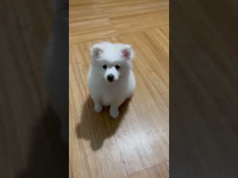 Oh what a sad face #babydog #puppy #youtubeshorts