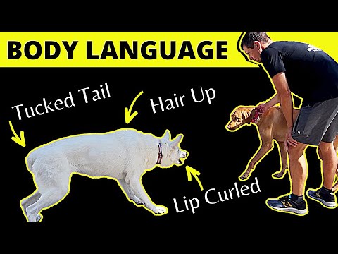 Body Language Breakdown - Become a Master of Seeing the Unseen - Learn What Signs to Look For!
