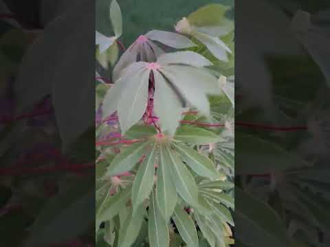 WHAT IS THE NAME OF THIS PLANT