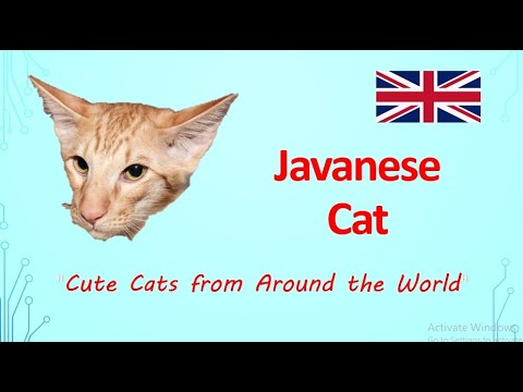 #Javanese Cat "Cute Cats from Around the World"