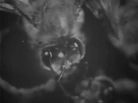 City of Wax 1934 Oscar winner