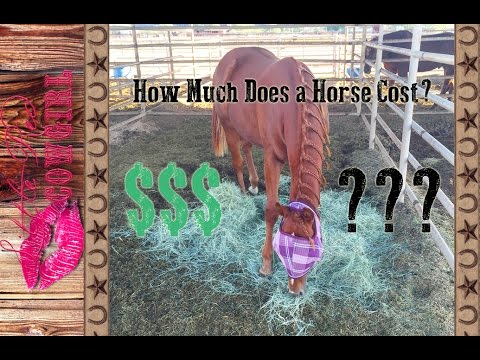 How Much Does it Cost to OWN A HORSE?