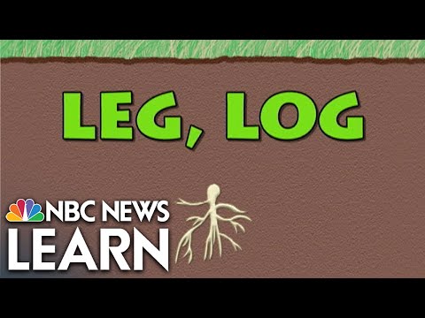 Word Roots: Leg, Log