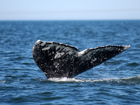 IUCN, International Union for Conservation of Nature Live Stream