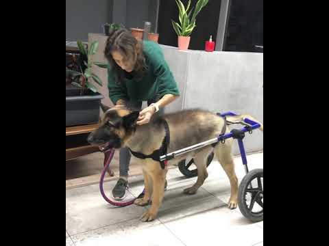 Walkin' Wheels Large Dog Wheelchair for Handicapped Pets