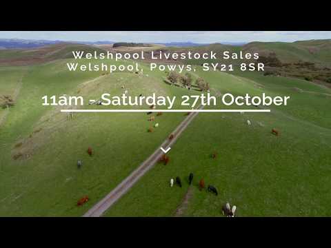 Richard Tudor dispersal sale 1080HD