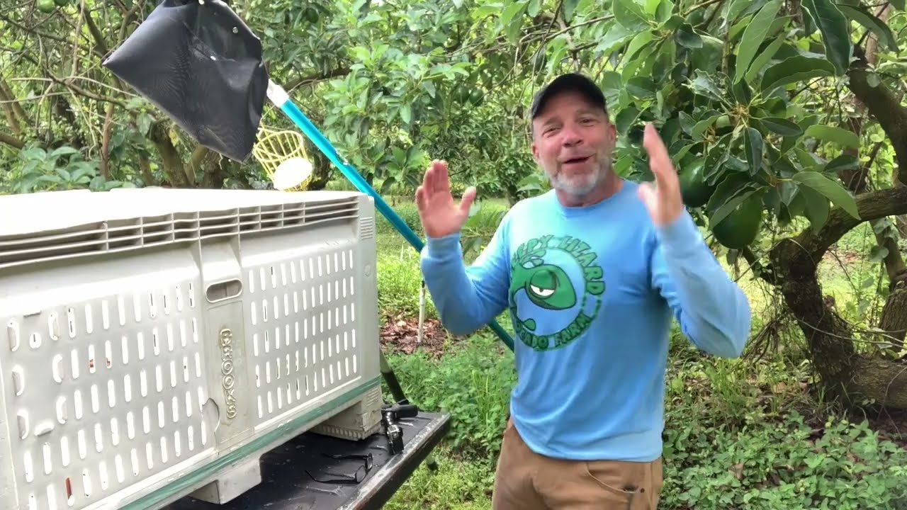 Picking Rare Avocados Varieties on a Tropical Fruit Farm