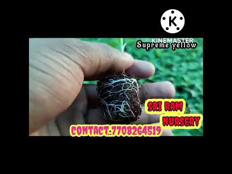 Sri Ram nursery products and details video