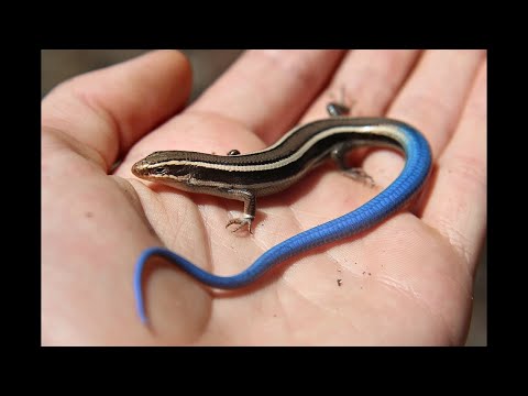 Chinese Treasure & "Dragon"?? Digging in a Chinese camp!