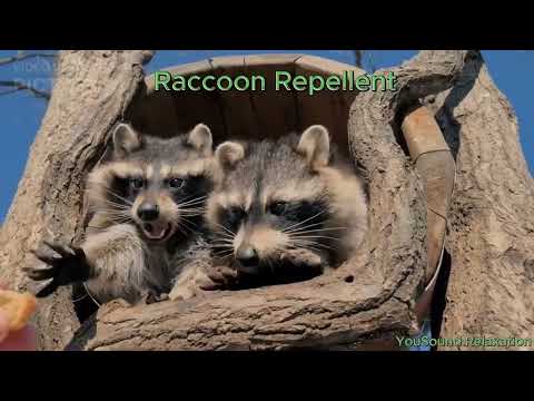 5 hours of Ultrasonic Raccoon Repellent | High-Frequency Sound