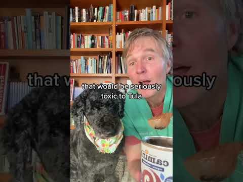 How much chocolate can your dog eat?