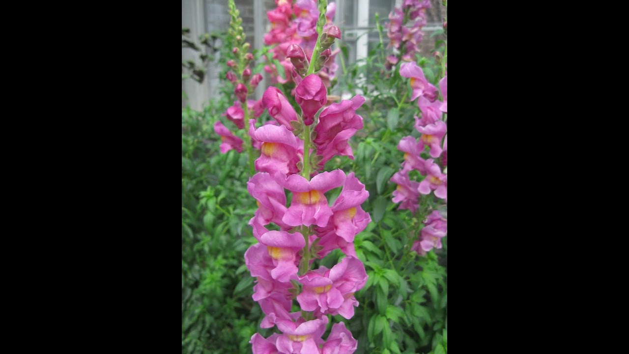 Snapdragon Plant Profile