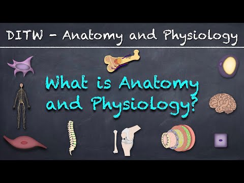 DITW - What is Anatomy and Physiology?