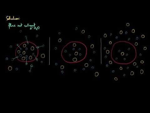 Les solutions hypotonique, isotonique et hypertonique (la tonicité ...