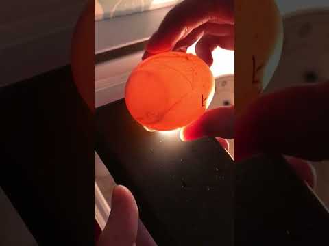 Candling Duck Eggs on Day 25