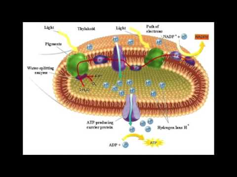 Photosynthesis and Photorespiration explained