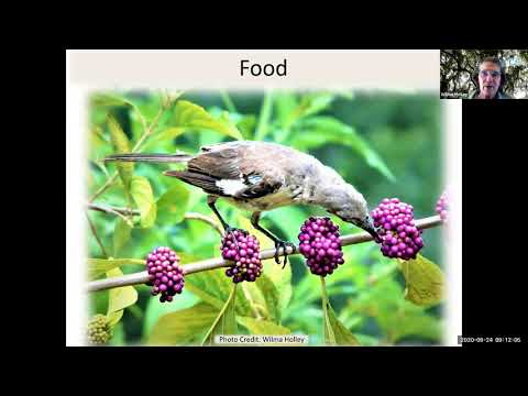 Native Plants for Birds (webinar)