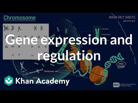 Gene expression and regulation (video) | Khan Academy