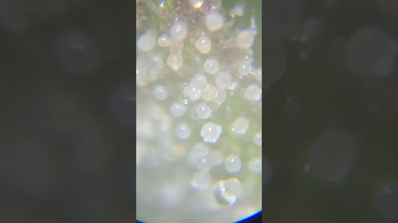 Milky And Amber Trichomes #cannabis #Weed #marijuana #trichomes