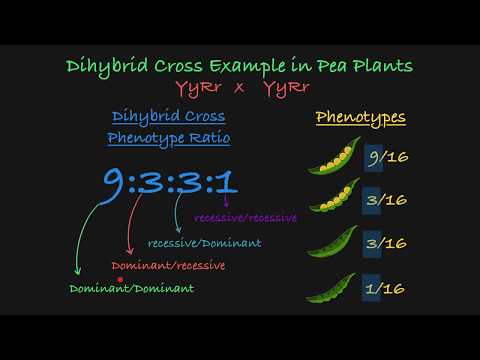 Dihybrid Cross Explained