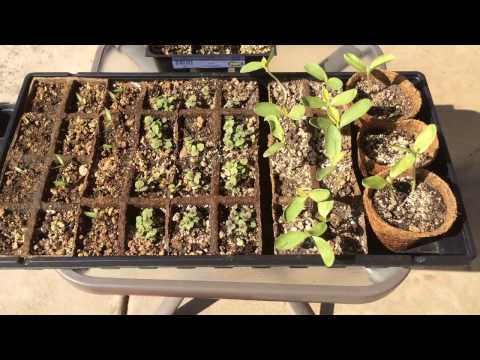 Hyssop Seedlings & More [UPDATE]