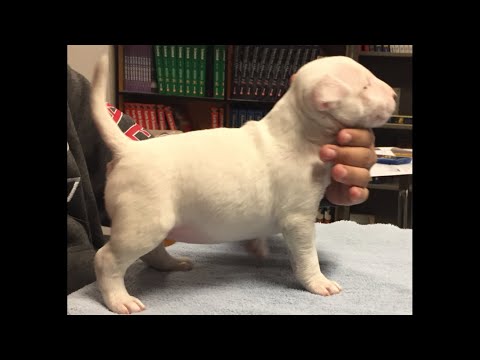 #29–Mad Scramble—Evolution Mini Bull Terriers 4 1/2 weeks old: The Only Acceptable Bully