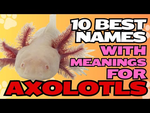 10 Best Names with Meanings for Axolotls 🦎✨