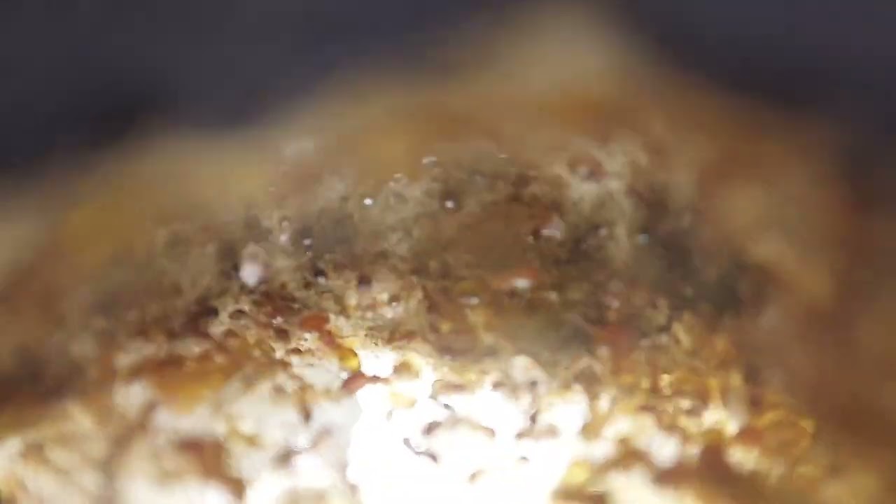 Pheidole dentata Going Nuts