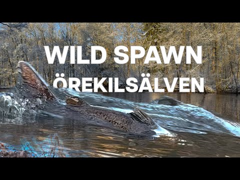 WILD Salmon Spawn in Örekilsälven River