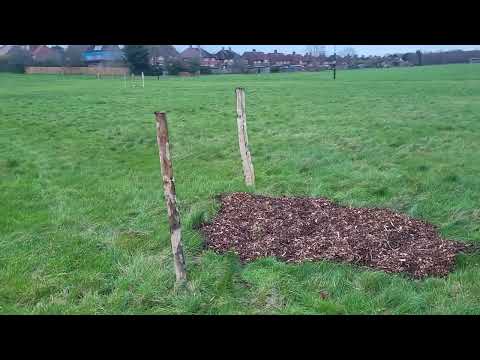 3600 trees planted at Ashburton Playing Fields 2024 . I found half of them ( 1 )