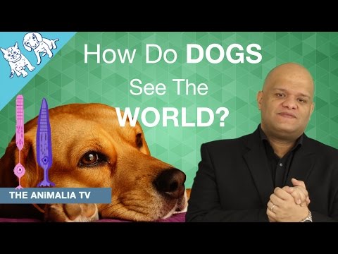 Can DOGS see Color?