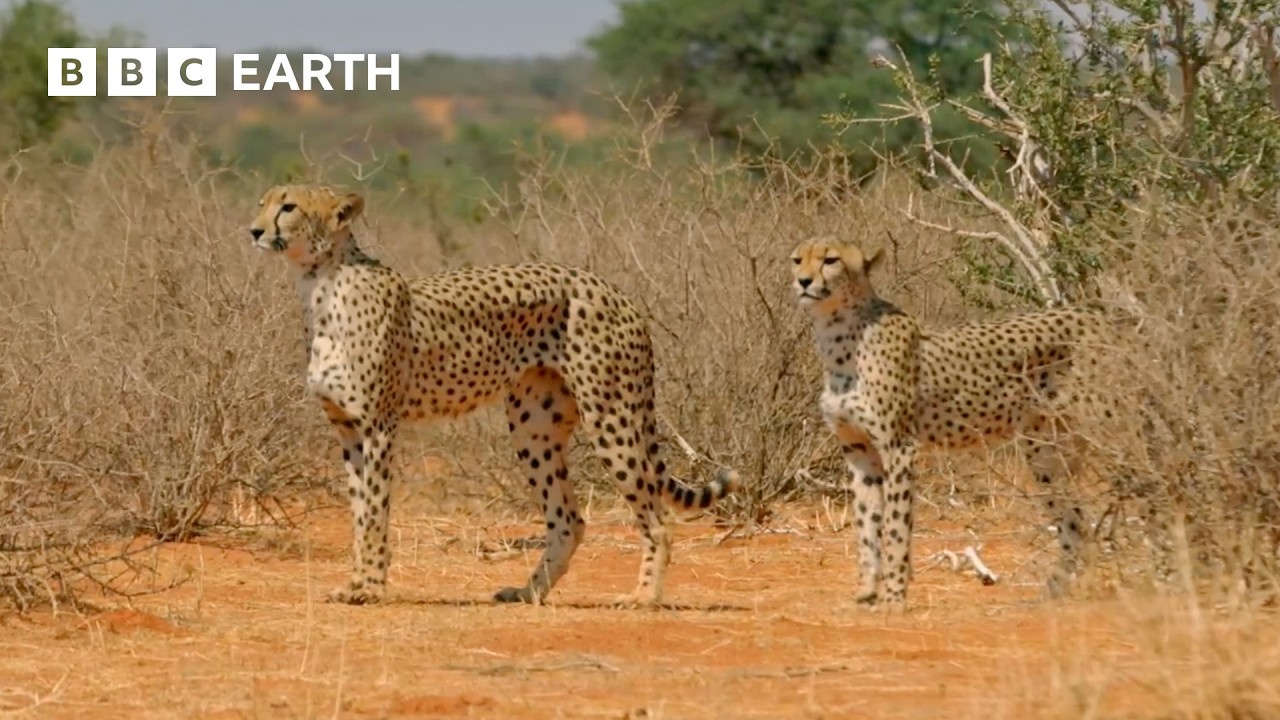 Top 10 Cheetah Moments | BBC Earth