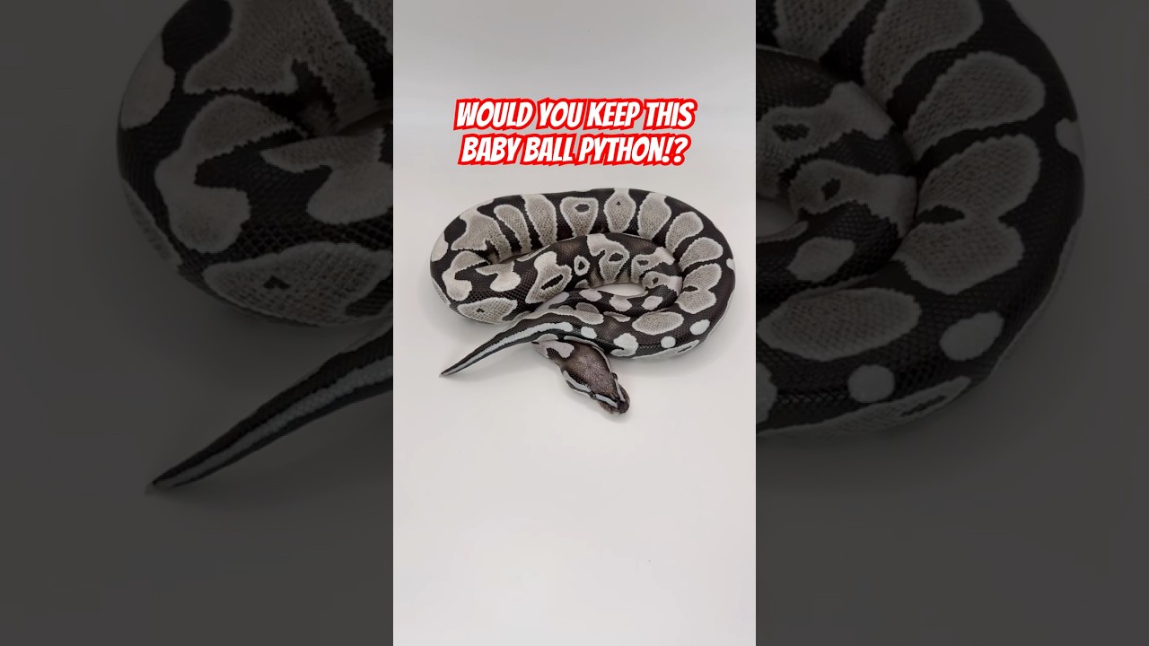 Would you KEEP this baby Ball Python!?